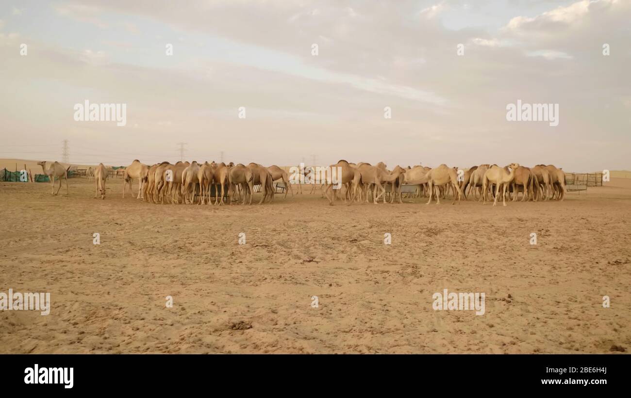 Camel farm in the Arabian desert near Dubai Stock Photo - Alamy