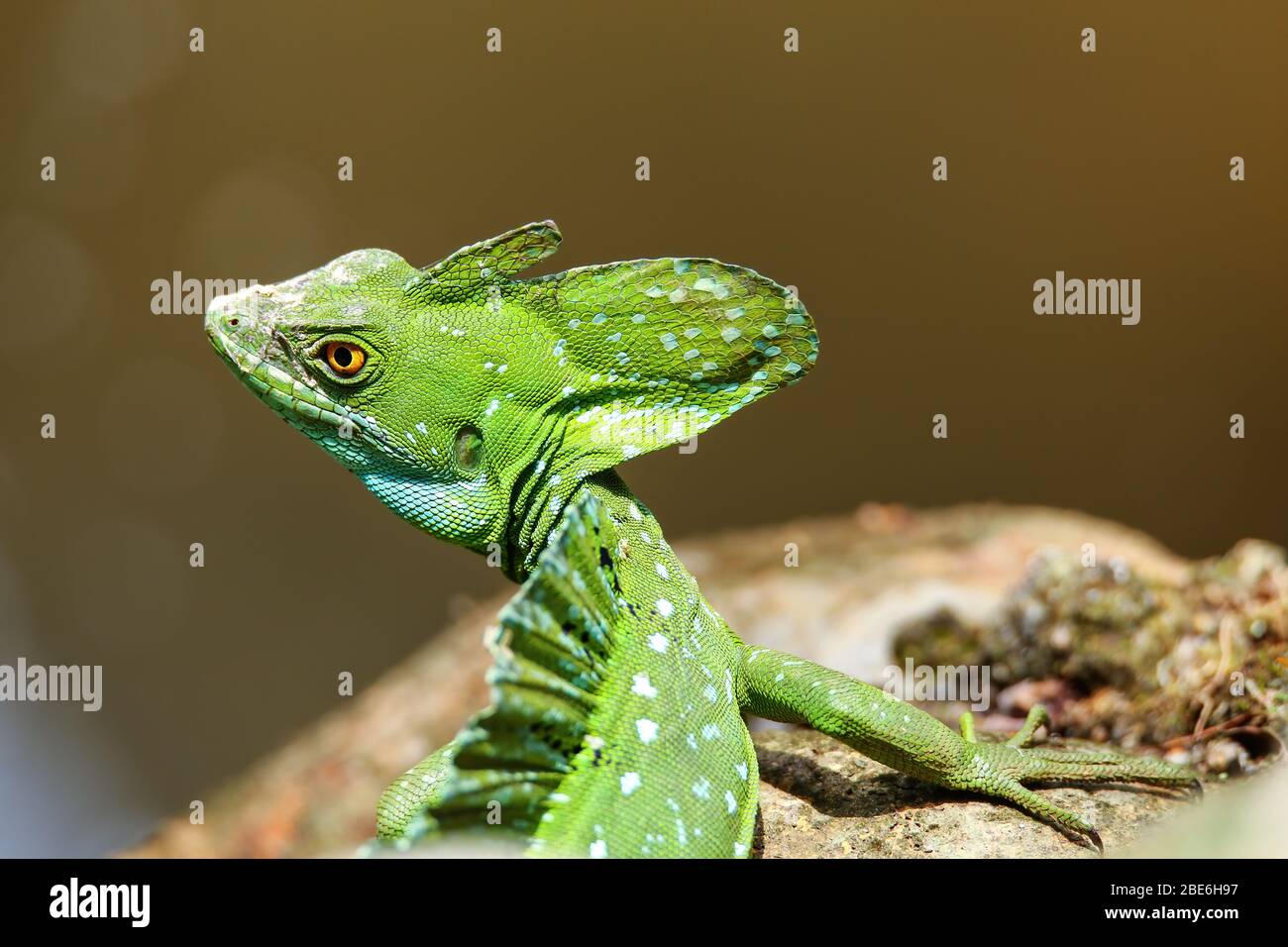Male plumed basilisk (Basiliscus plumifrons) sitting on a stump, Costa ...