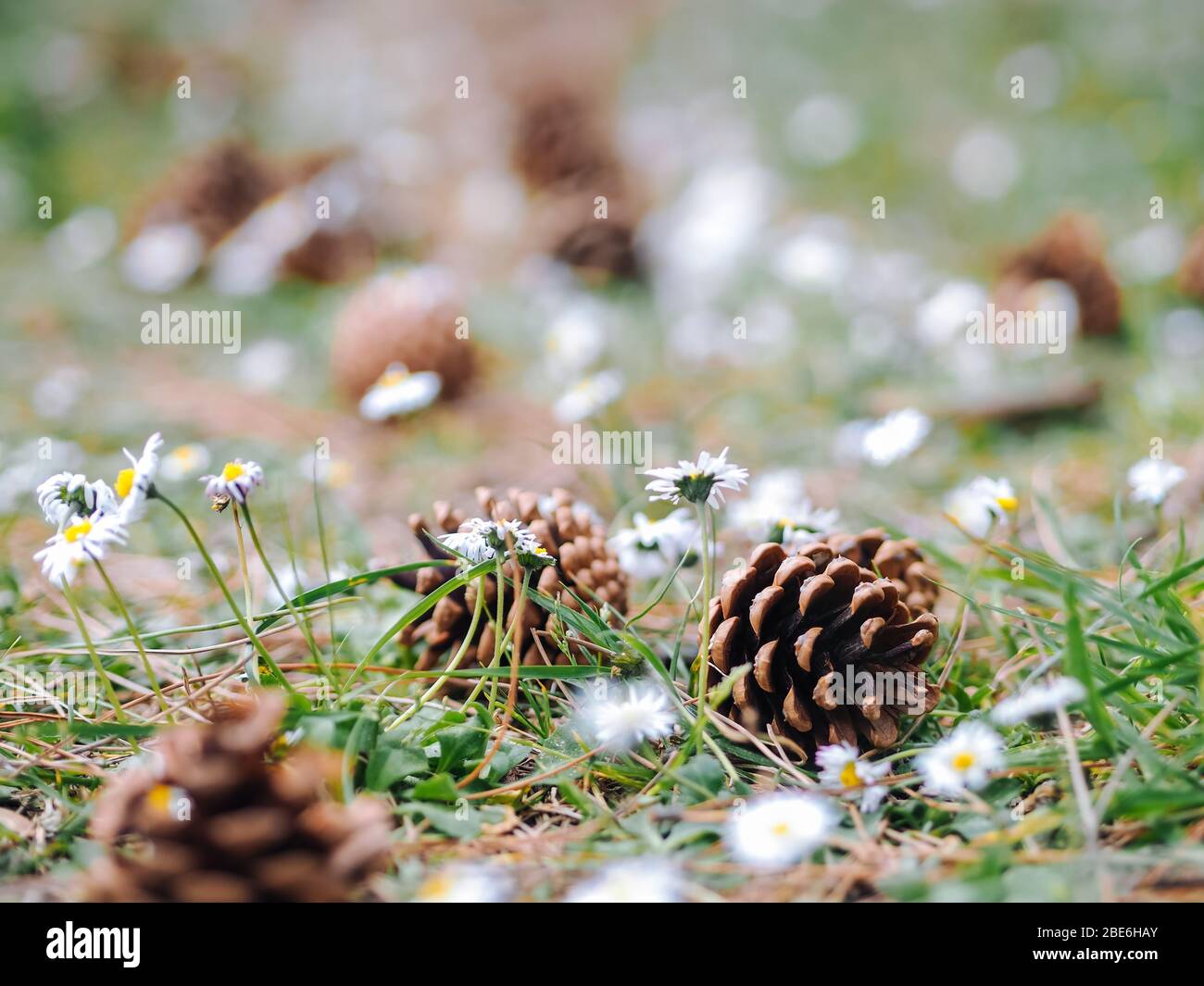 Several Pine or fur cones fallen on the ground in the forest with daisy ...