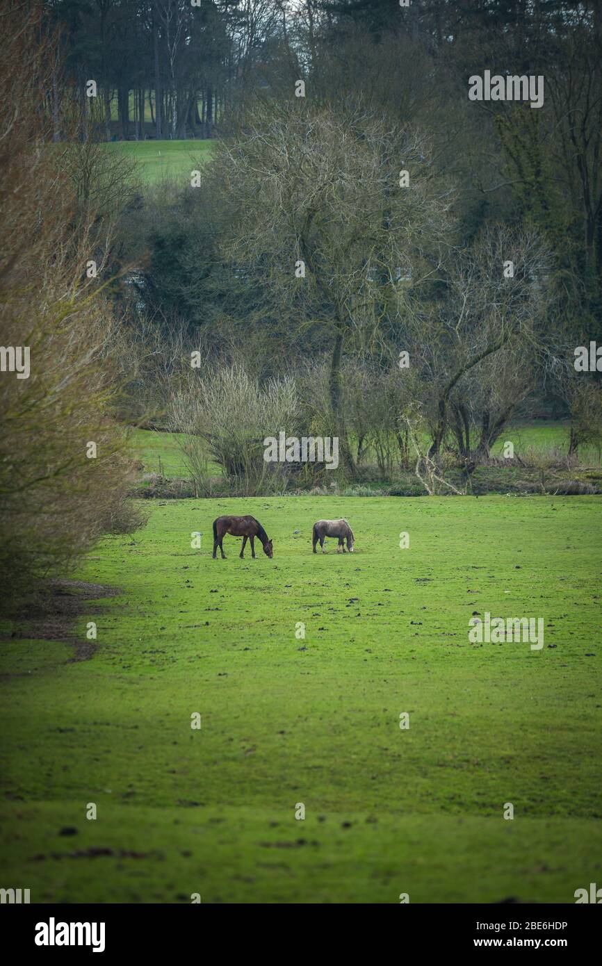 Two horses grazing on grass hi-res stock photography and images - Alamy