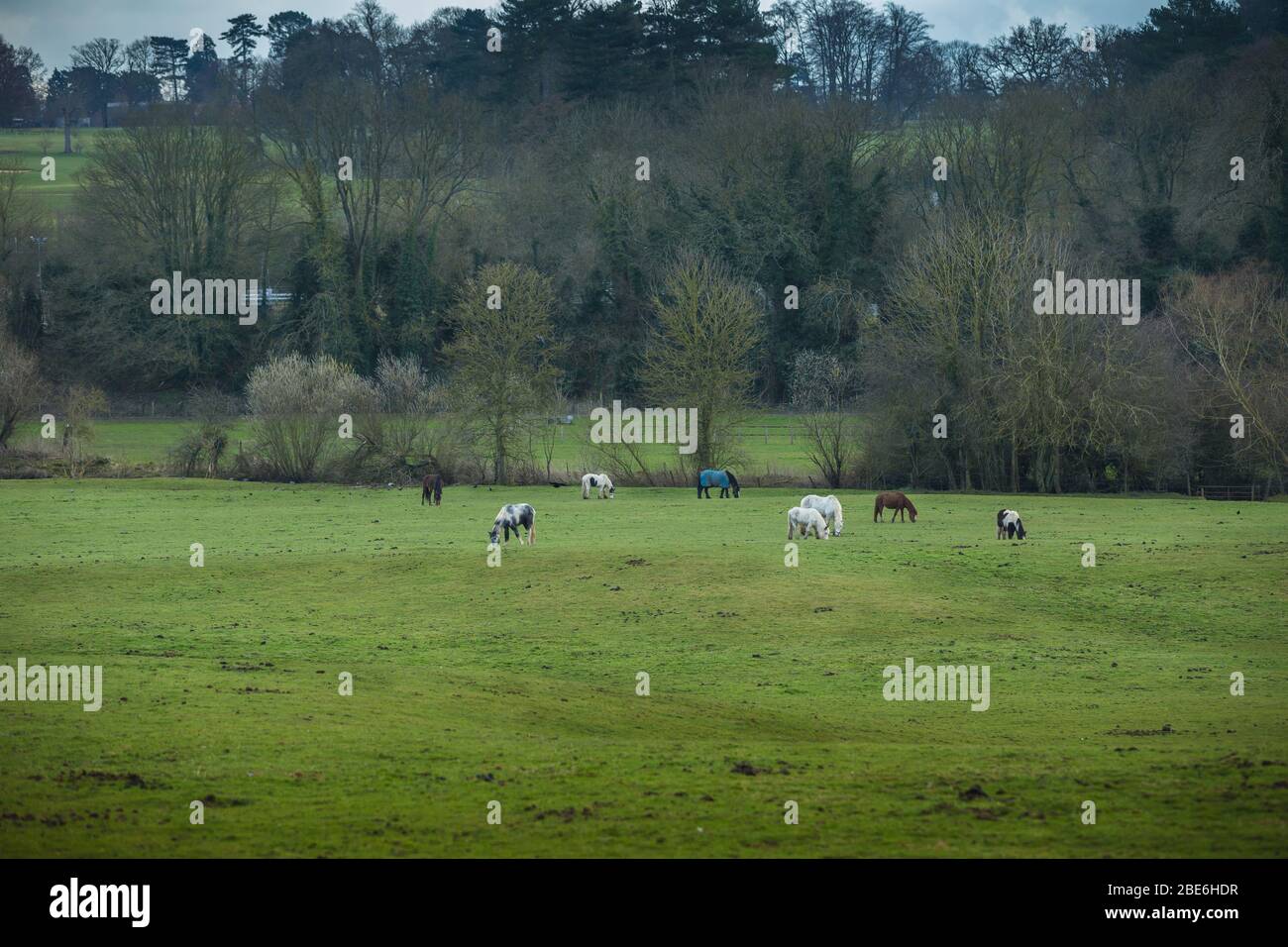 Multiple Horses High Resolution Stock Photography and Images - Alamy