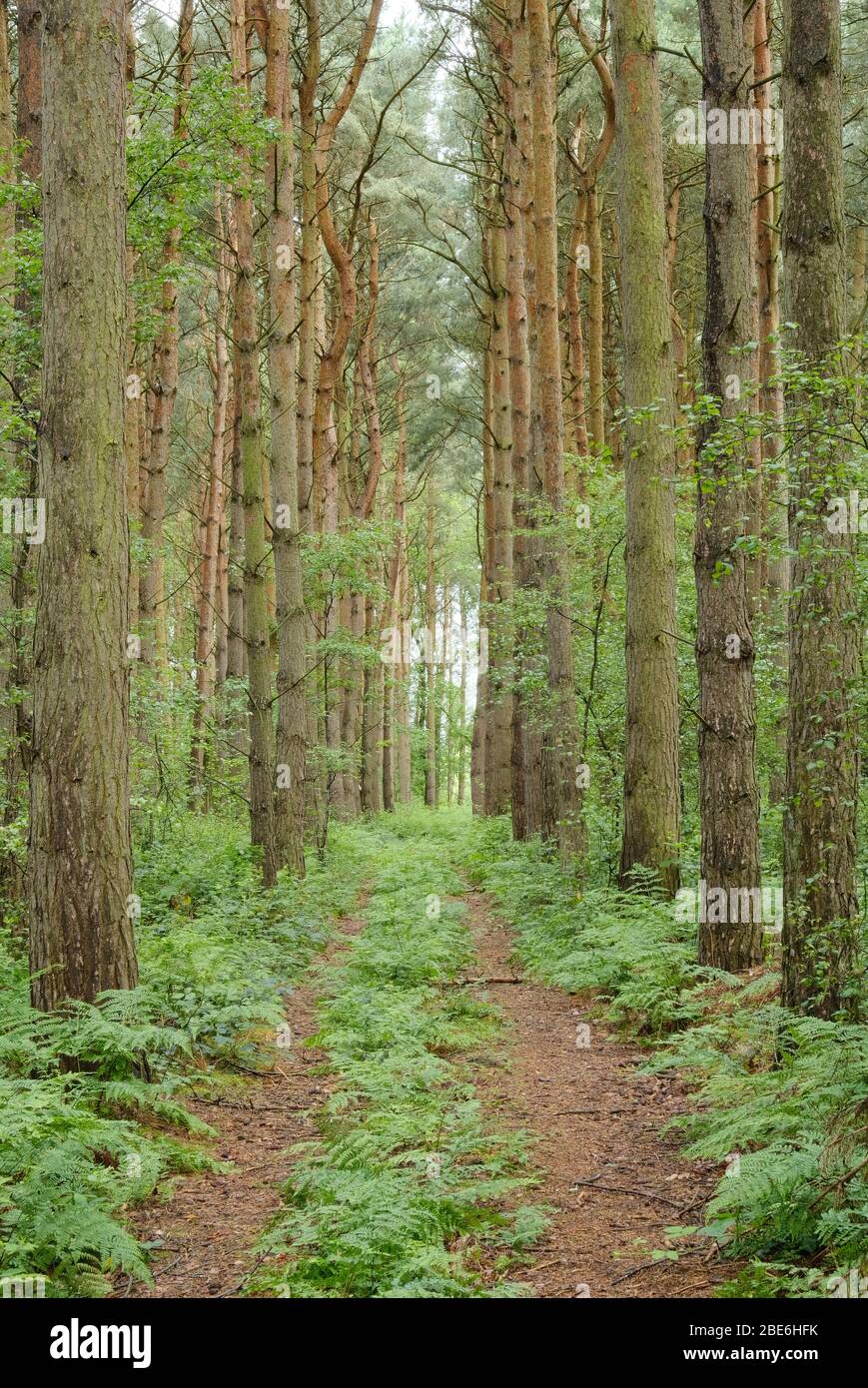 Forestry track hi-res stock photography and images - Alamy