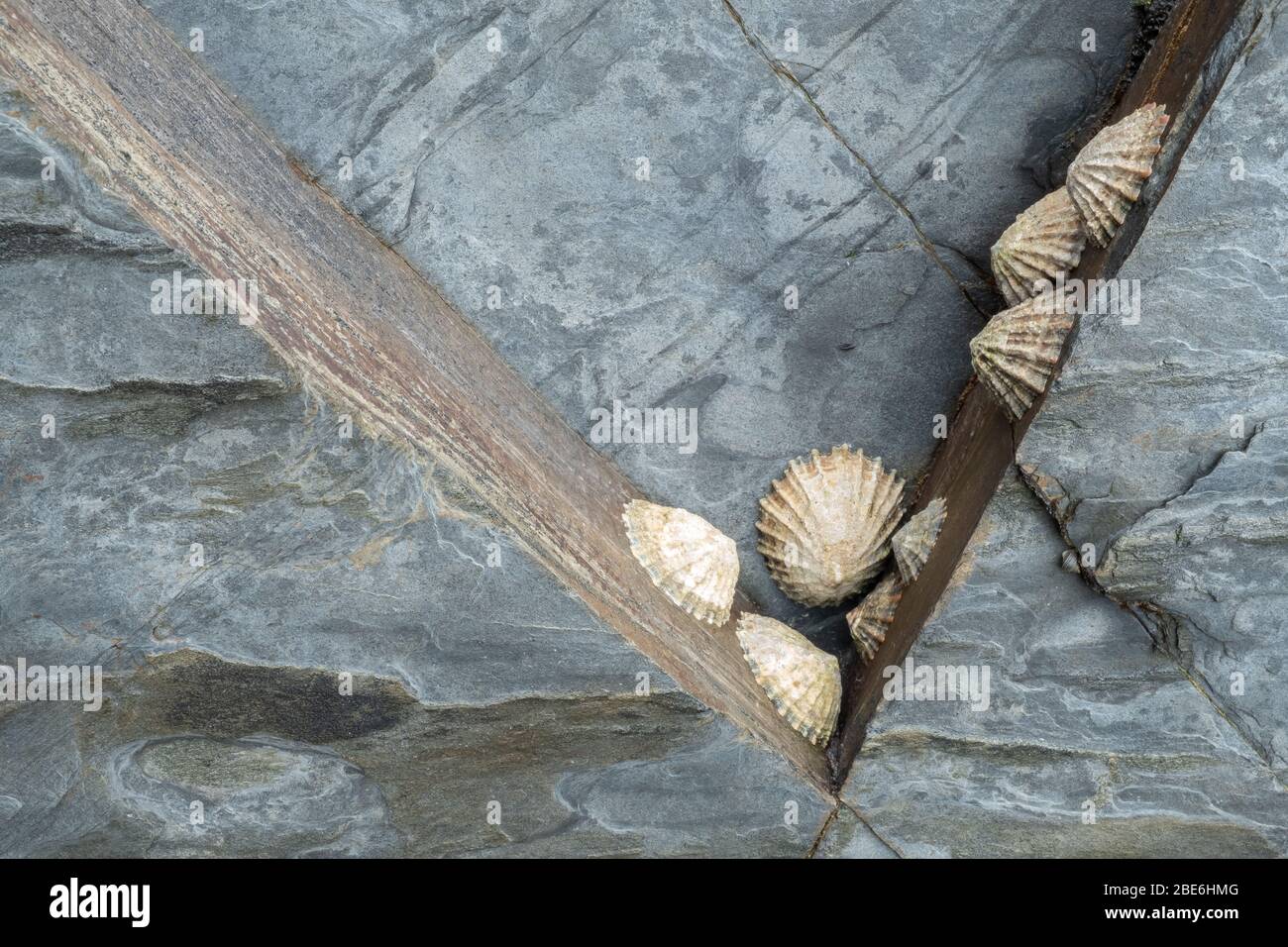 limpet shells attached to bedrock Stock Photo - Alamy