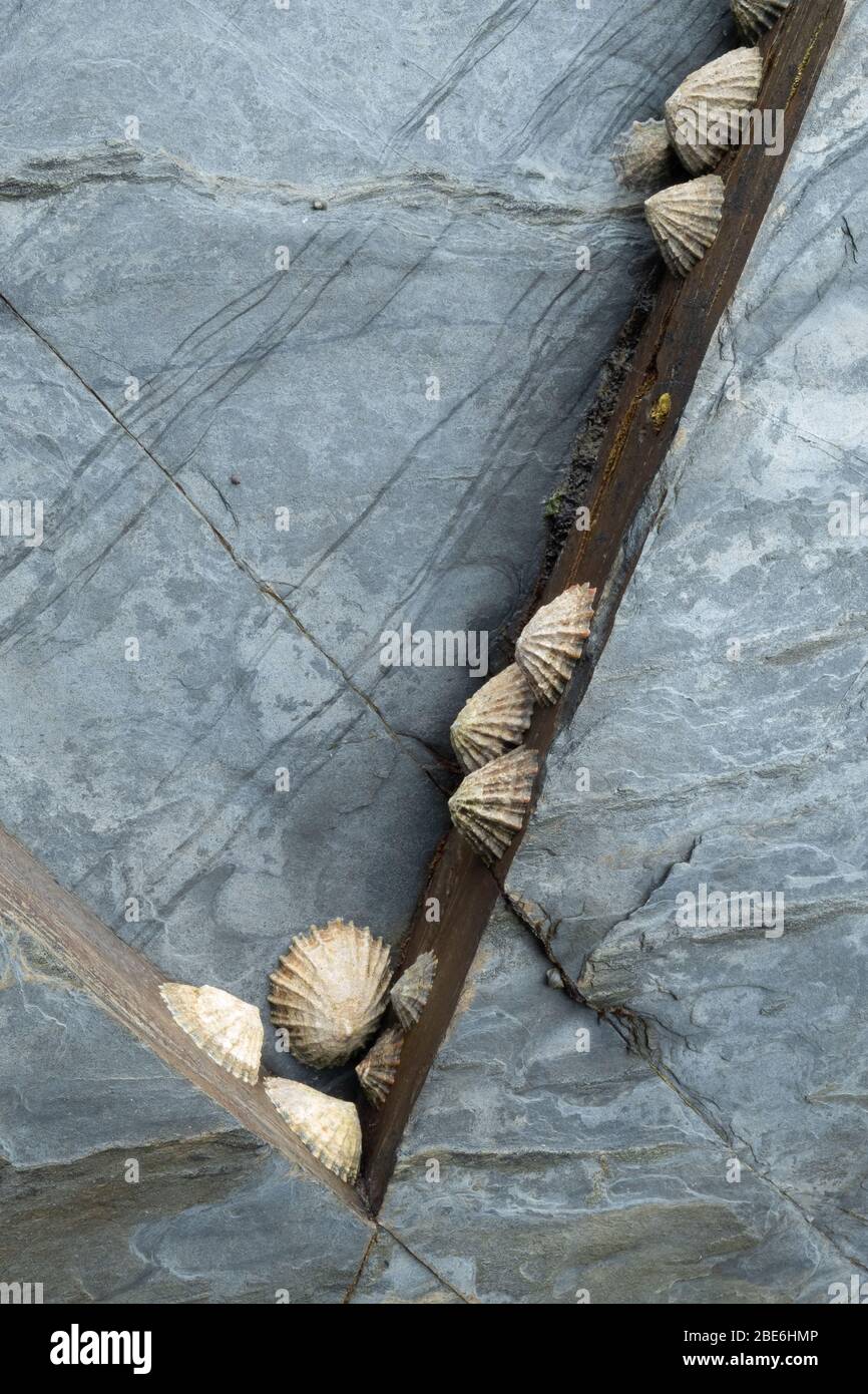 Limpet shells hi-res stock photography and images - Alamy