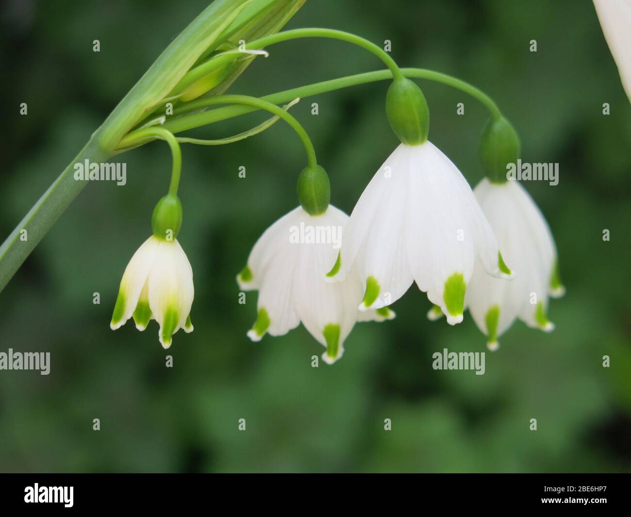 Giant snowdrops hi-res stock photography and images - Alamy