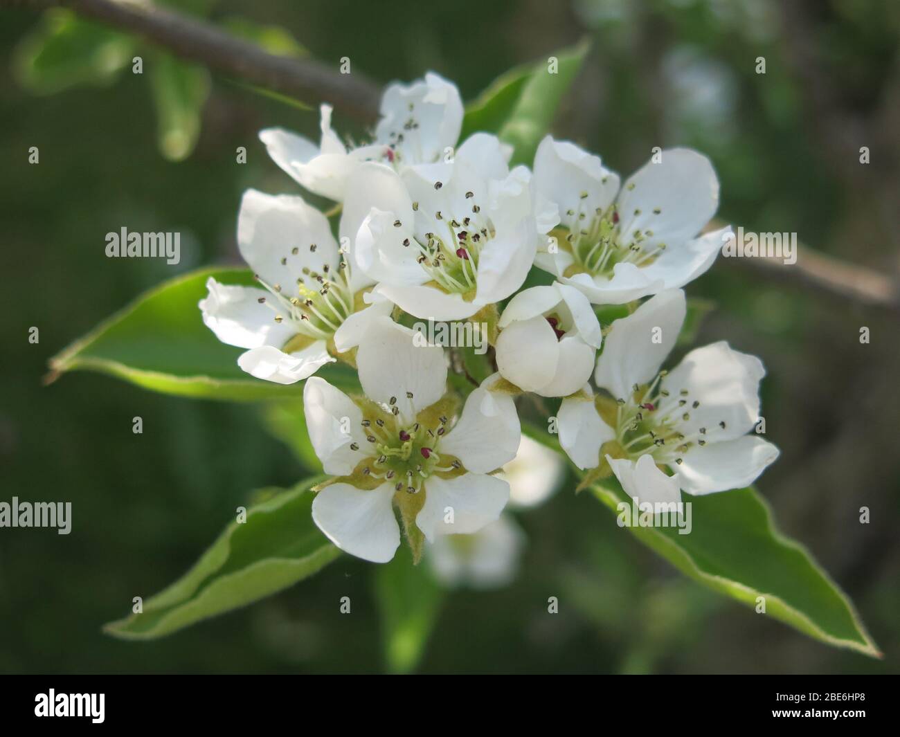 Pear concorde hi-res stock photography and images - Alamy