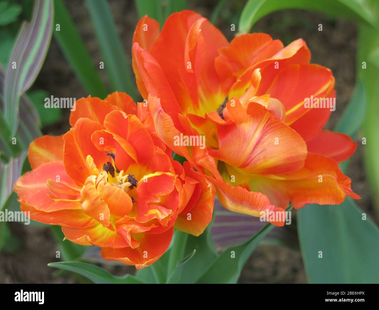 Close-up of a double-headed, very bright orange tulip Stock Photo - Alamy
