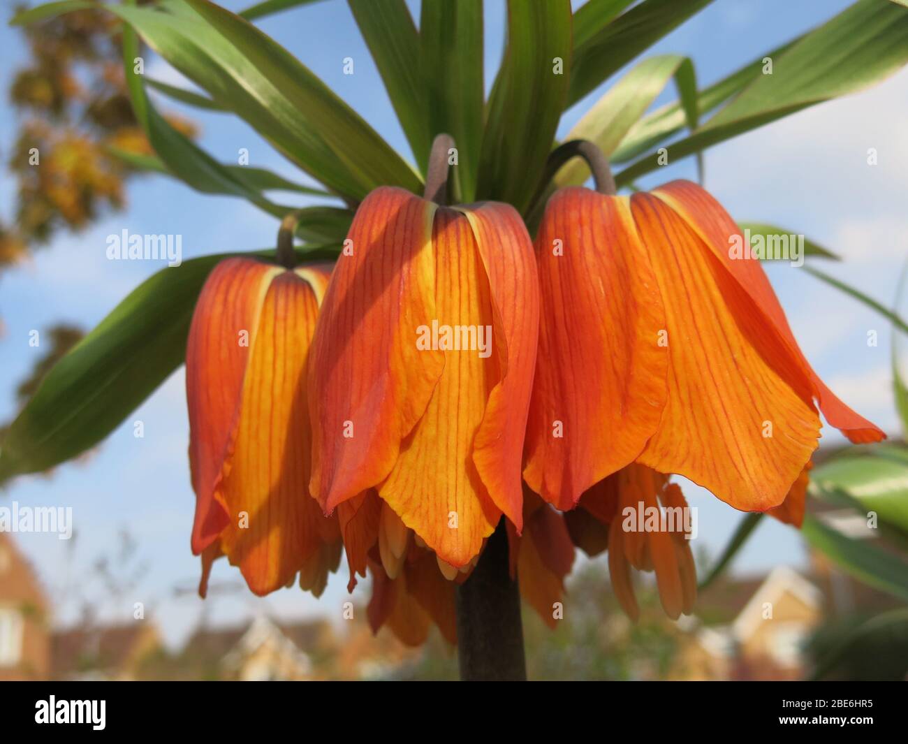 Fritillaria Imperialis is a giant of the lily family, flowering in late ...