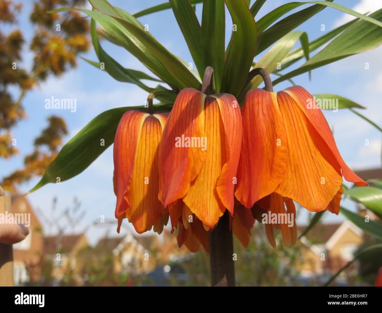 Fritillaria Imperialis is a giant of the lily family, flowering in late ...