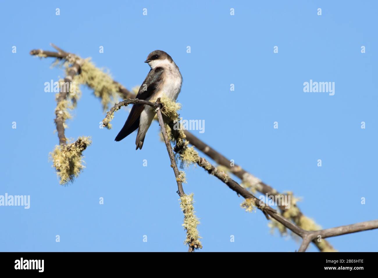Female tree swallow hi-res stock photography and images - Alamy