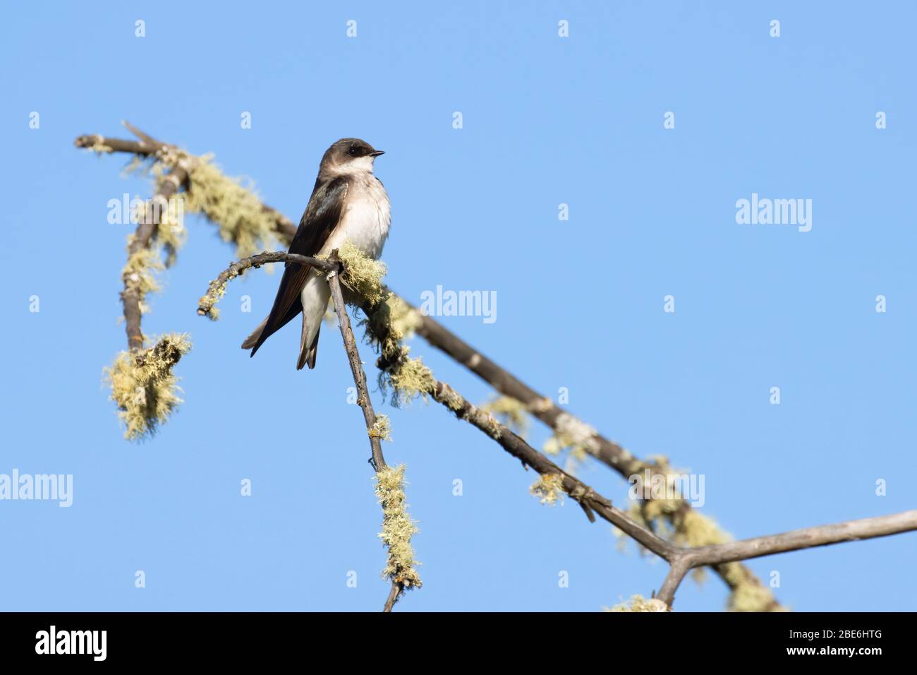 Female tree swallow hi-res stock photography and images - Alamy