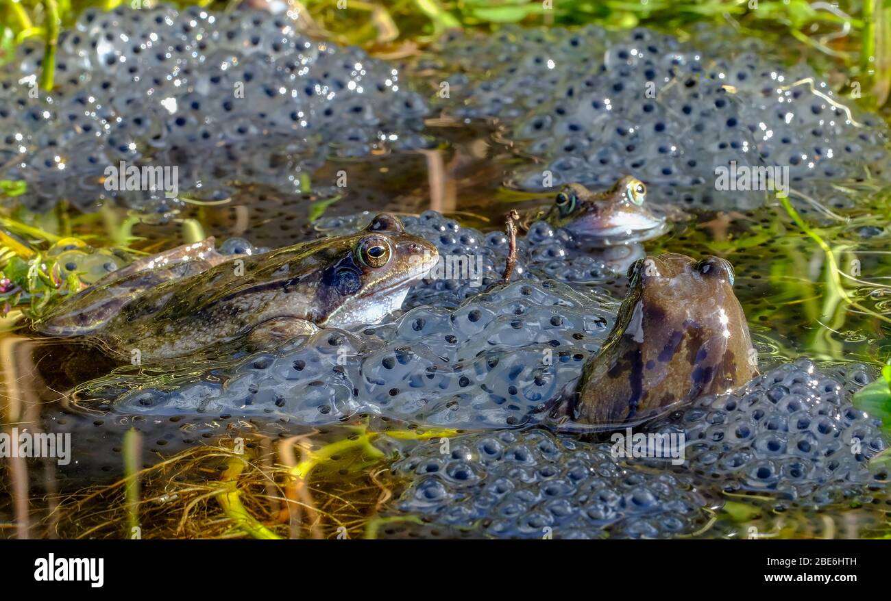 Frogs with Frogspawn Stock Photo - Alamy