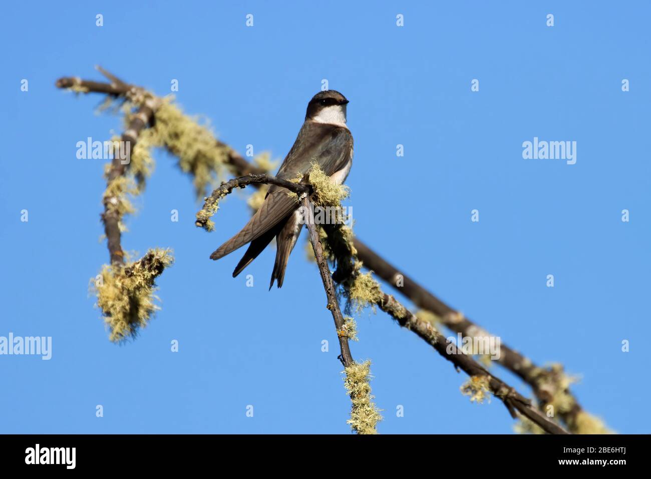 Female tree swallow hi-res stock photography and images - Alamy