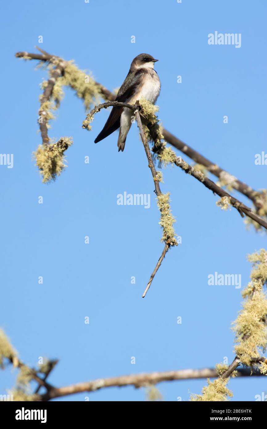 Female tree swallow hi-res stock photography and images - Alamy