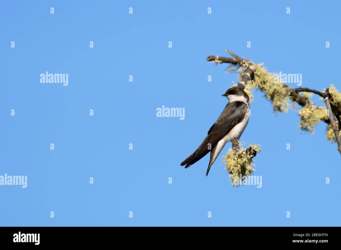 Female tree swallow hi-res stock photography and images - Alamy
