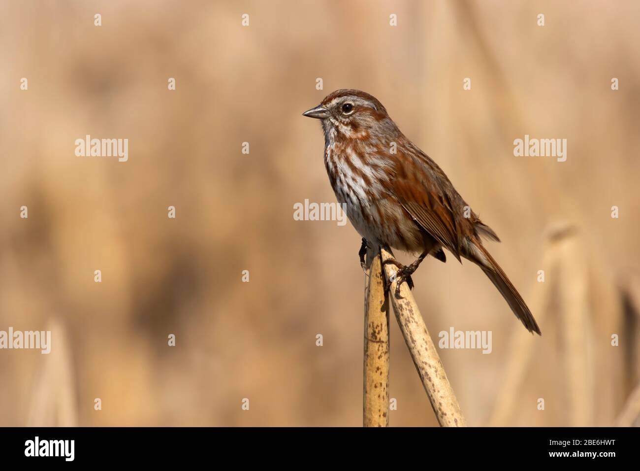 Sparrow, Talking Water Gardens, Albany, Oregon Stock Photo - Alamy