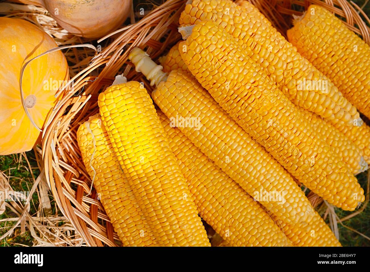 Big juicy corn in a wicker basket. Healthy nutrition Stock Photo - Alamy