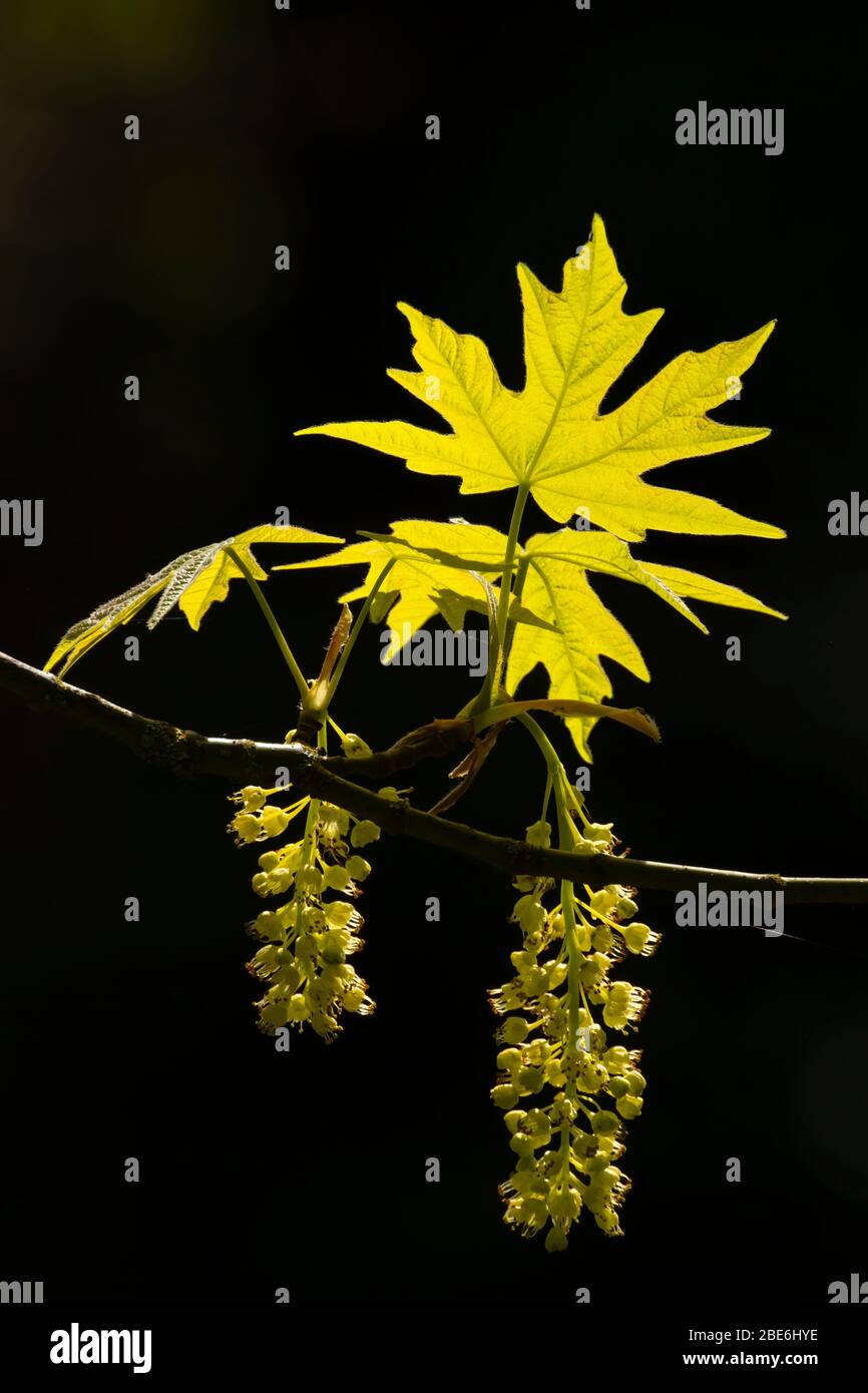 Bigleaf maple (Acer macrophyllum) leaf, Simpson Park, Albany, Oregon ...
