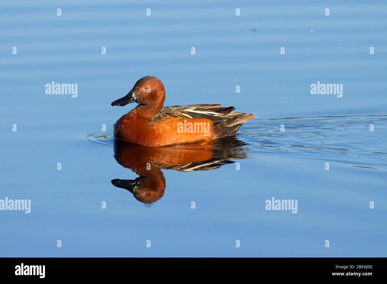 Cinnamon Teal (Spatula cyanoptera), William Finley National Wildlife ...