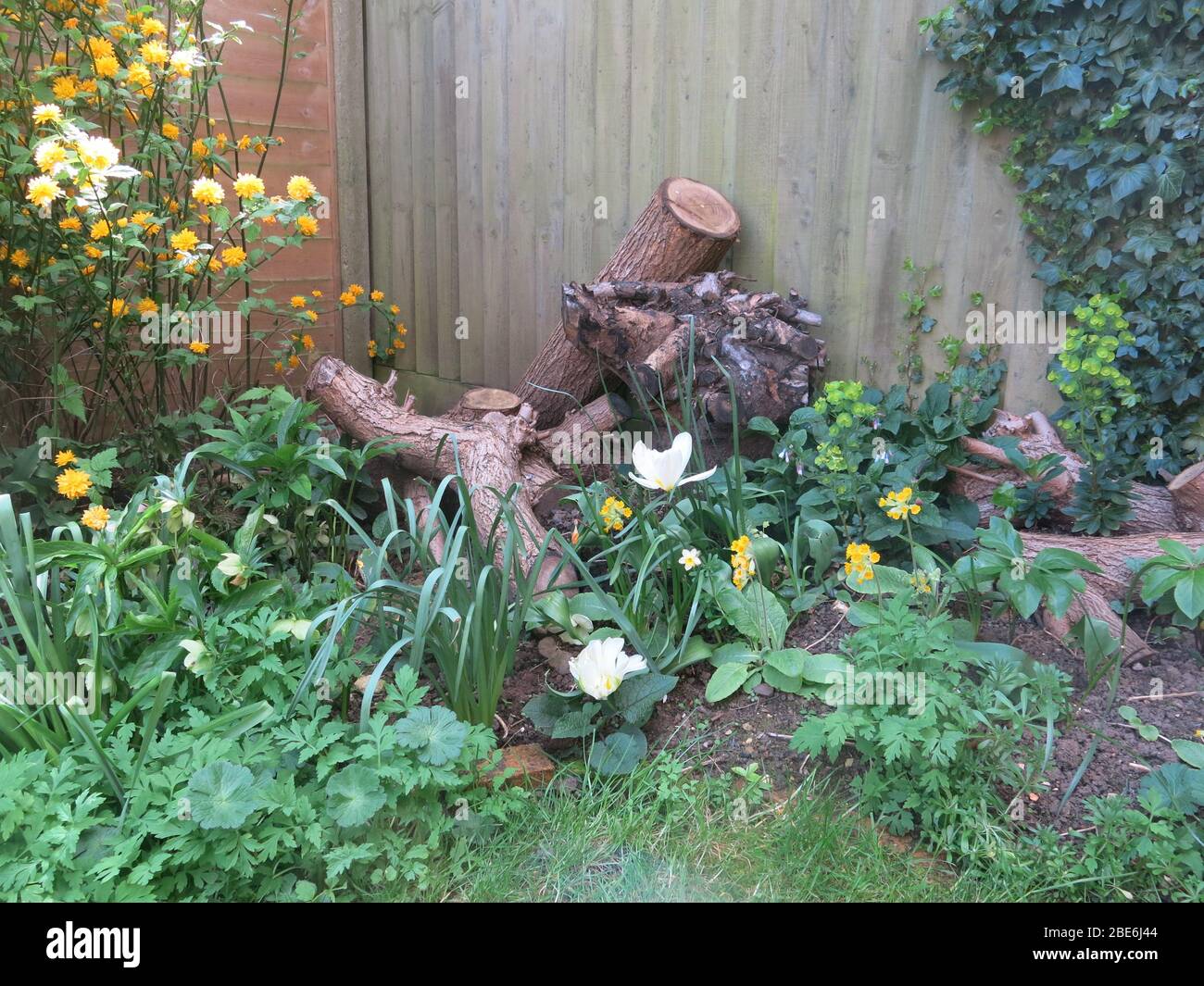 Stumpery hi-res stock photography and images - Alamy
