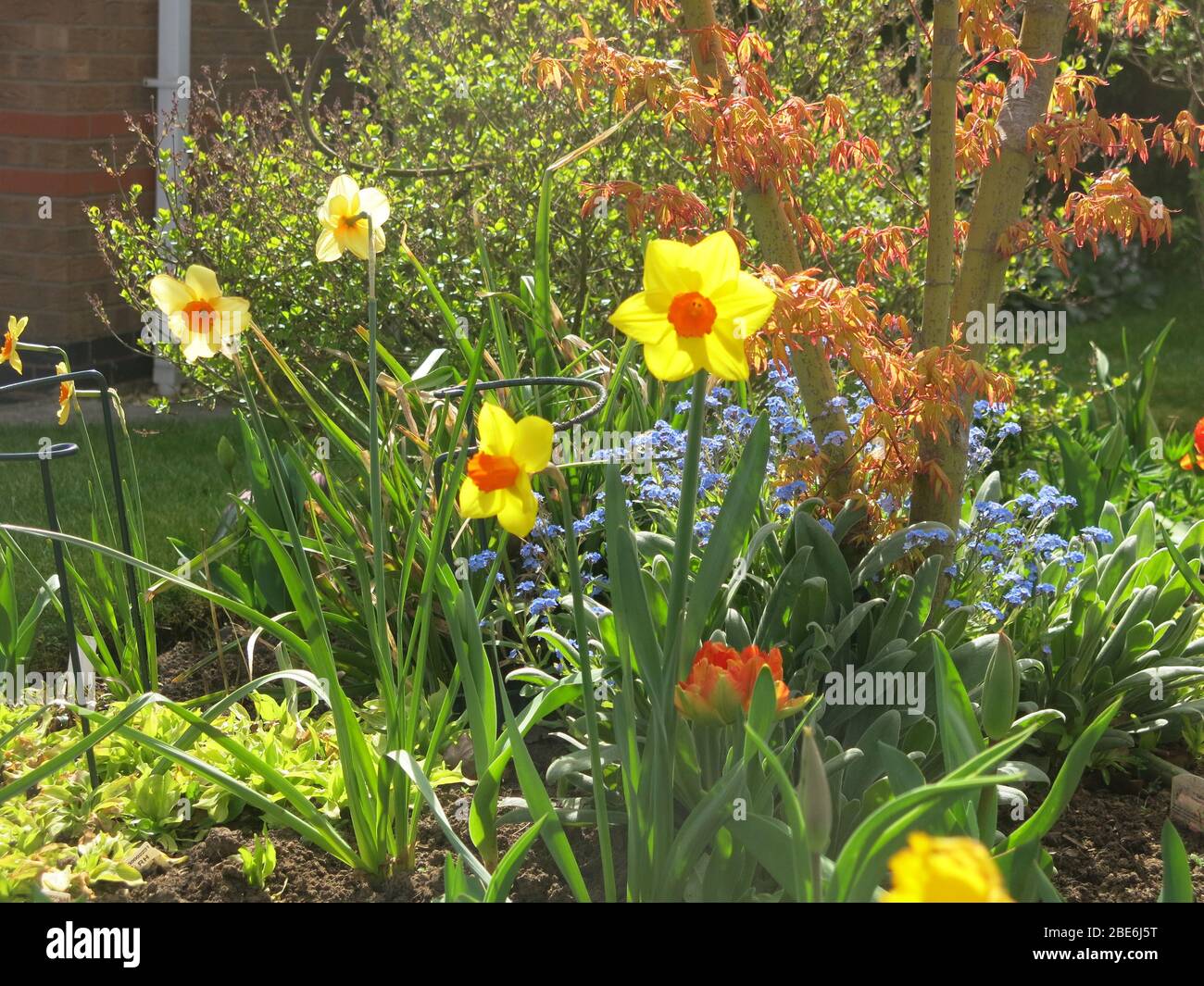 Contrasting spring colours with yellow daffodils, blue forget me nots ...