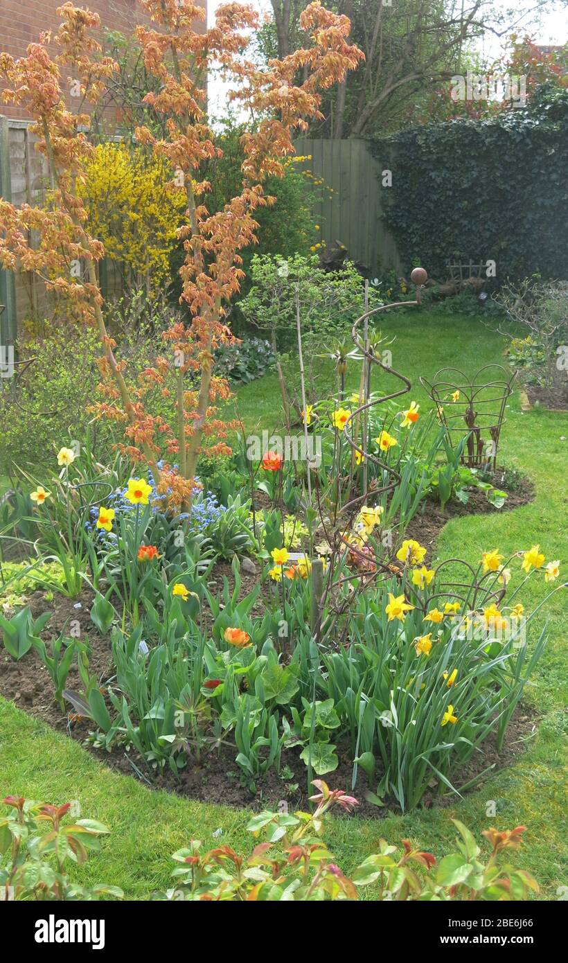 An English front garden in April where the planting scheme includes an ...