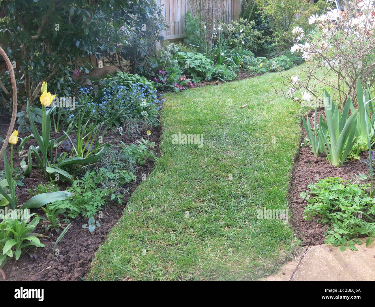 A path of mown grass between two flower borders with magnolia, tulips ...