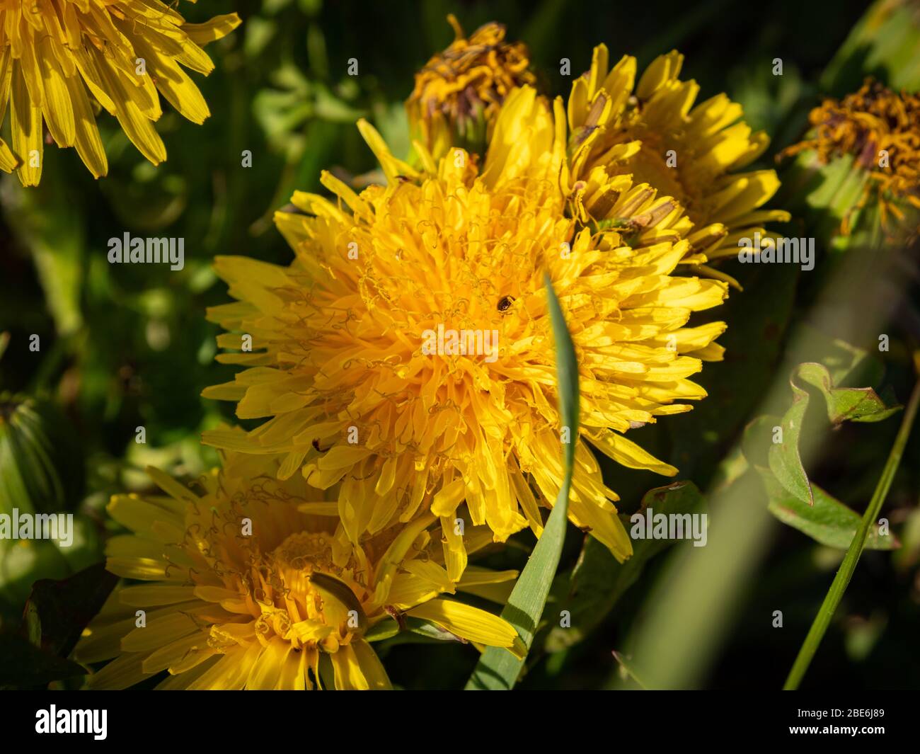 Field sow thistle hi-res stock photography and images - Alamy