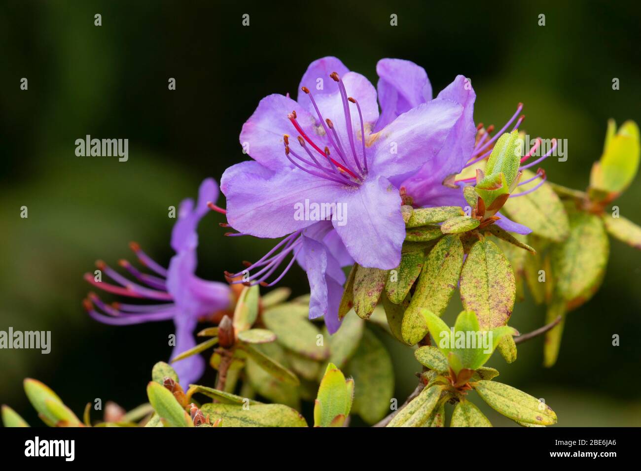 Azalea in bloom, The Rhododendron Garden, Hendricks Park, Eugene ...
