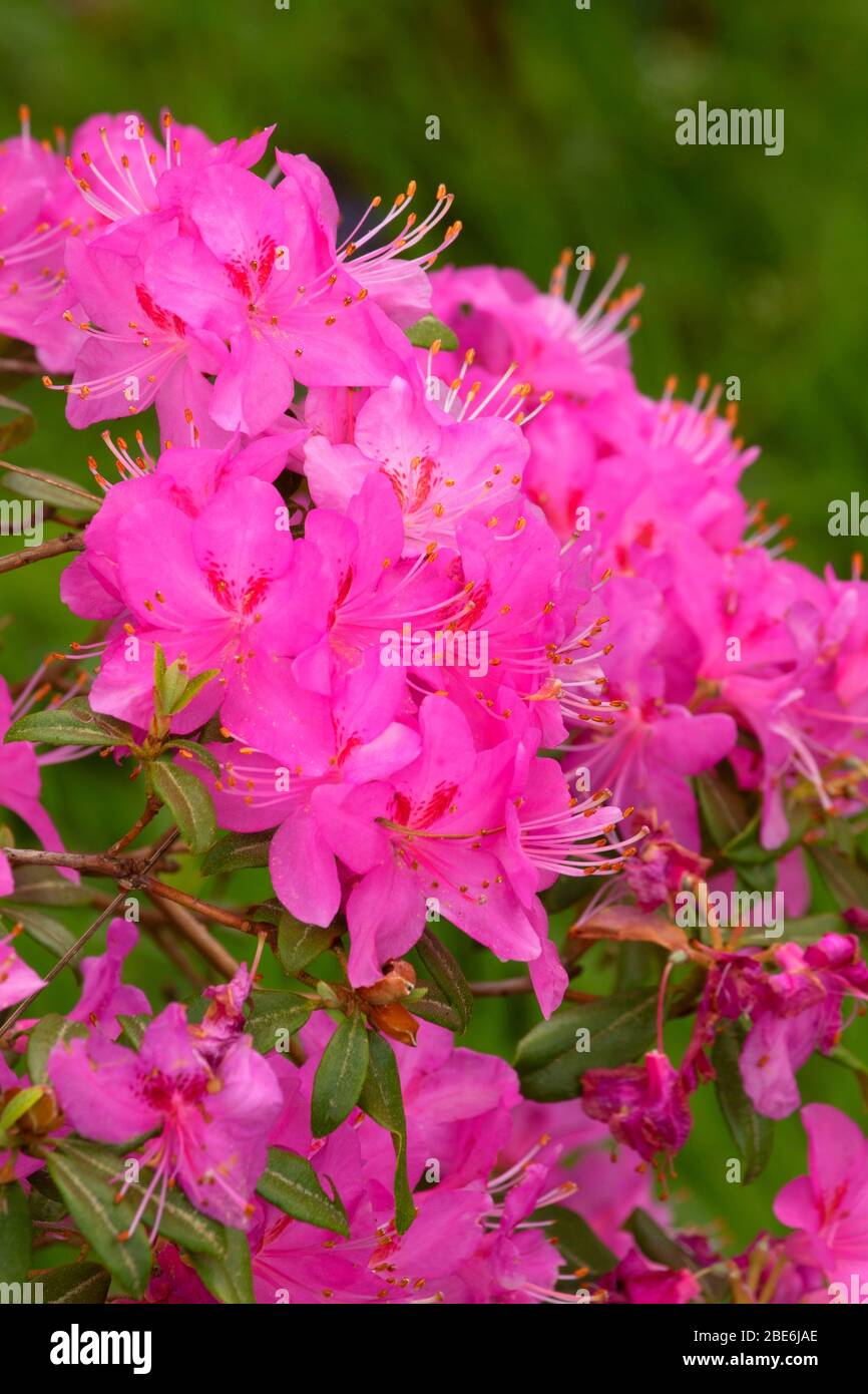 Azalea in bloom, The Rhododendron Garden, Hendricks Park, Eugene ...