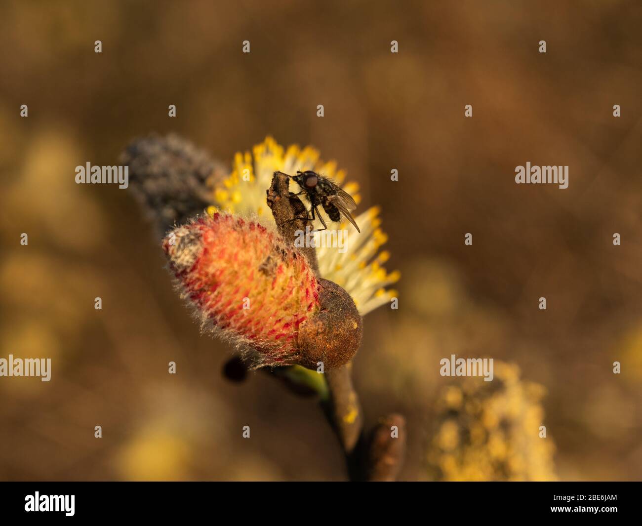 Red catkin hi-res stock photography and images - Alamy