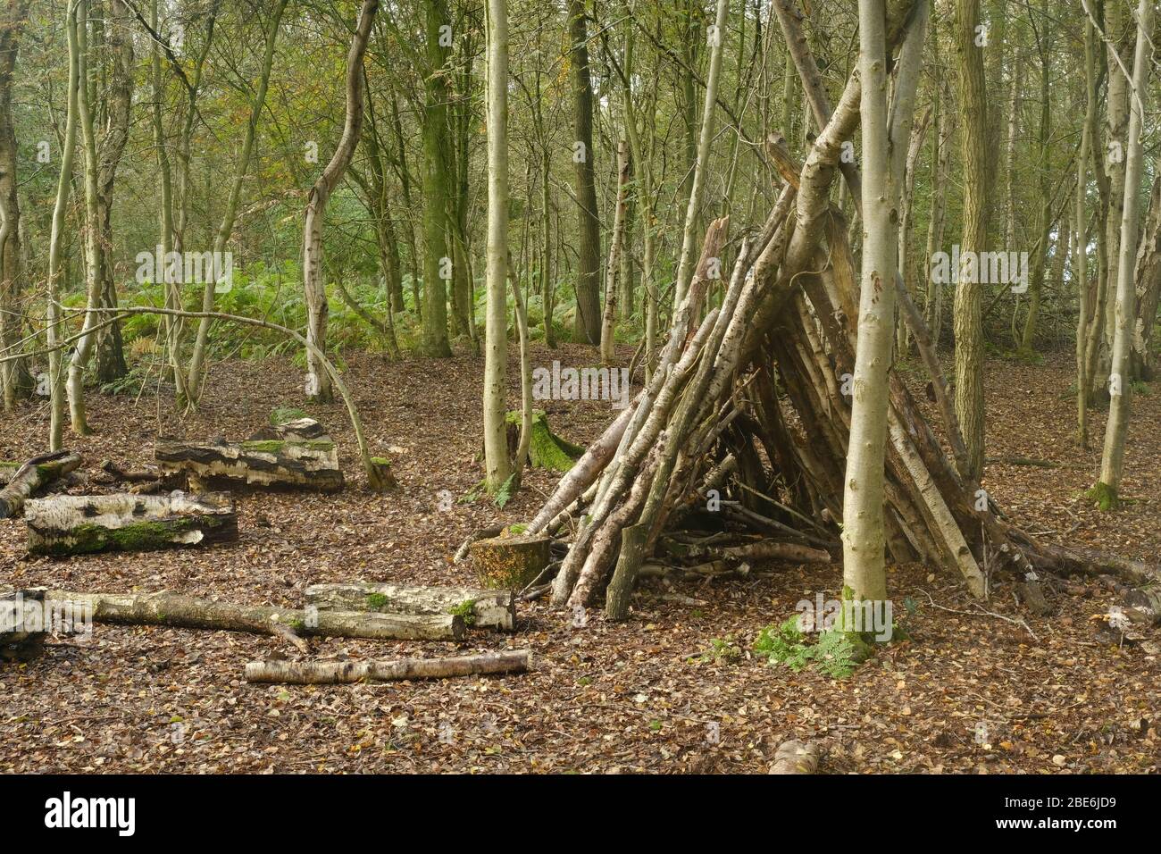 Woodland shelter hi-res stock photography and images - Alamy