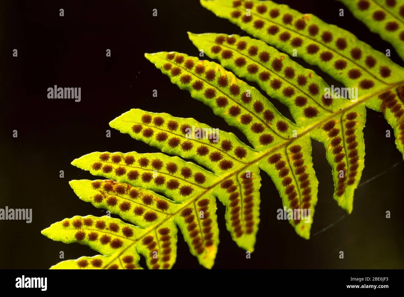 Licorice Fern High Resolution Stock Photography and Images - Alamy
