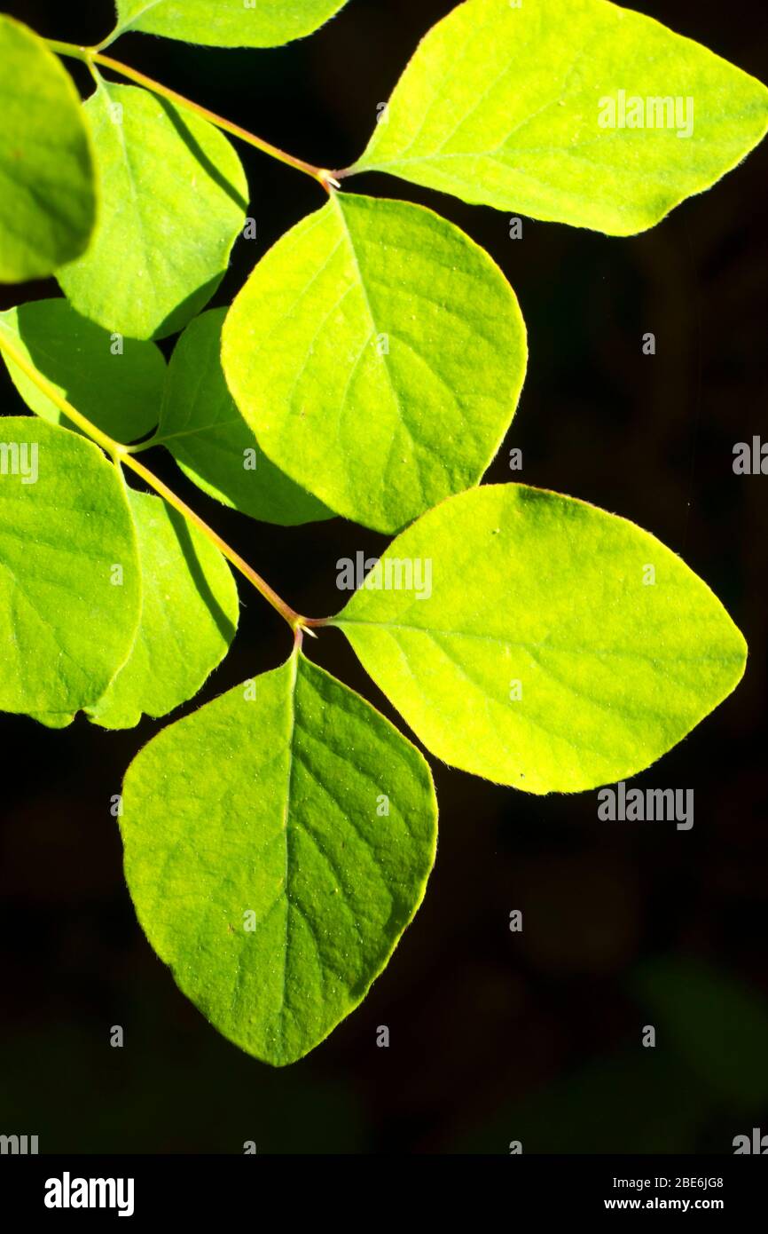 Long tom river nature trail hi-res stock photography and images - Alamy
