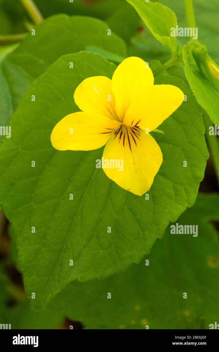 Wood violet along Long Tom River Nature Trail, Fern Ridge Wildlife Area ...