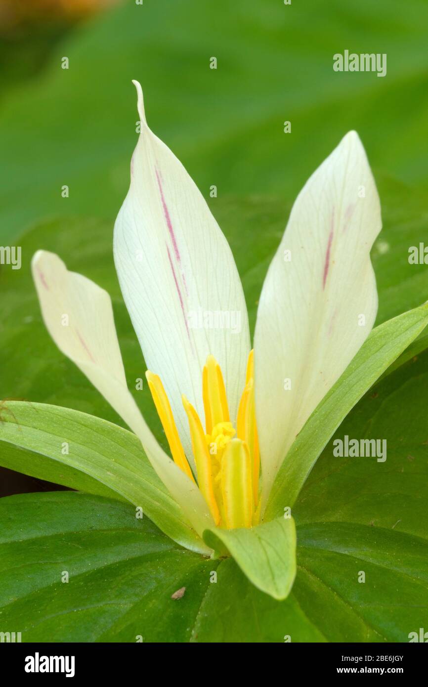 Long tom river nature trail hi-res stock photography and images - Alamy