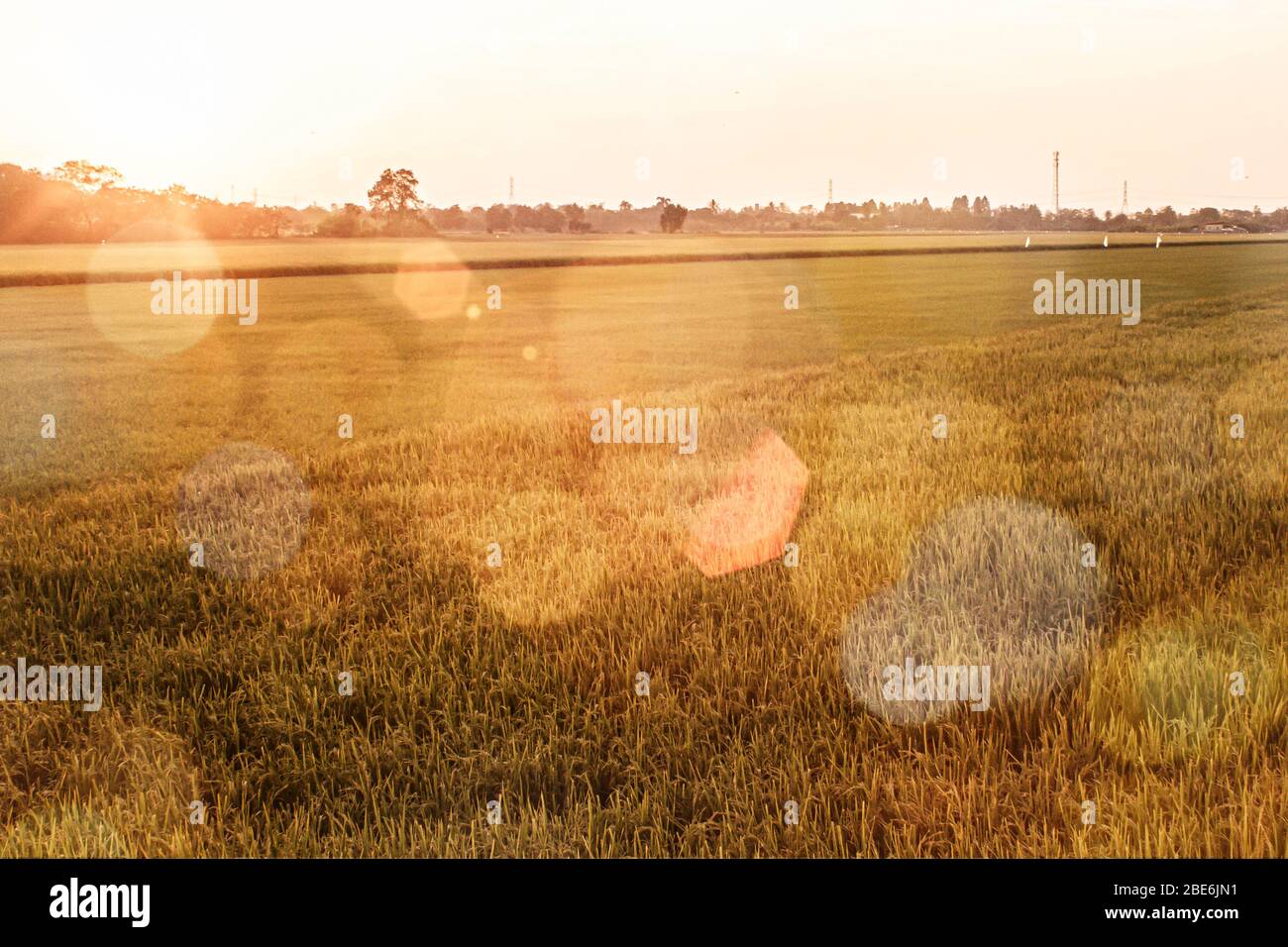 Abstract Bokeh Background Of golden Rice in Paddy Field. Golden Ripe ...