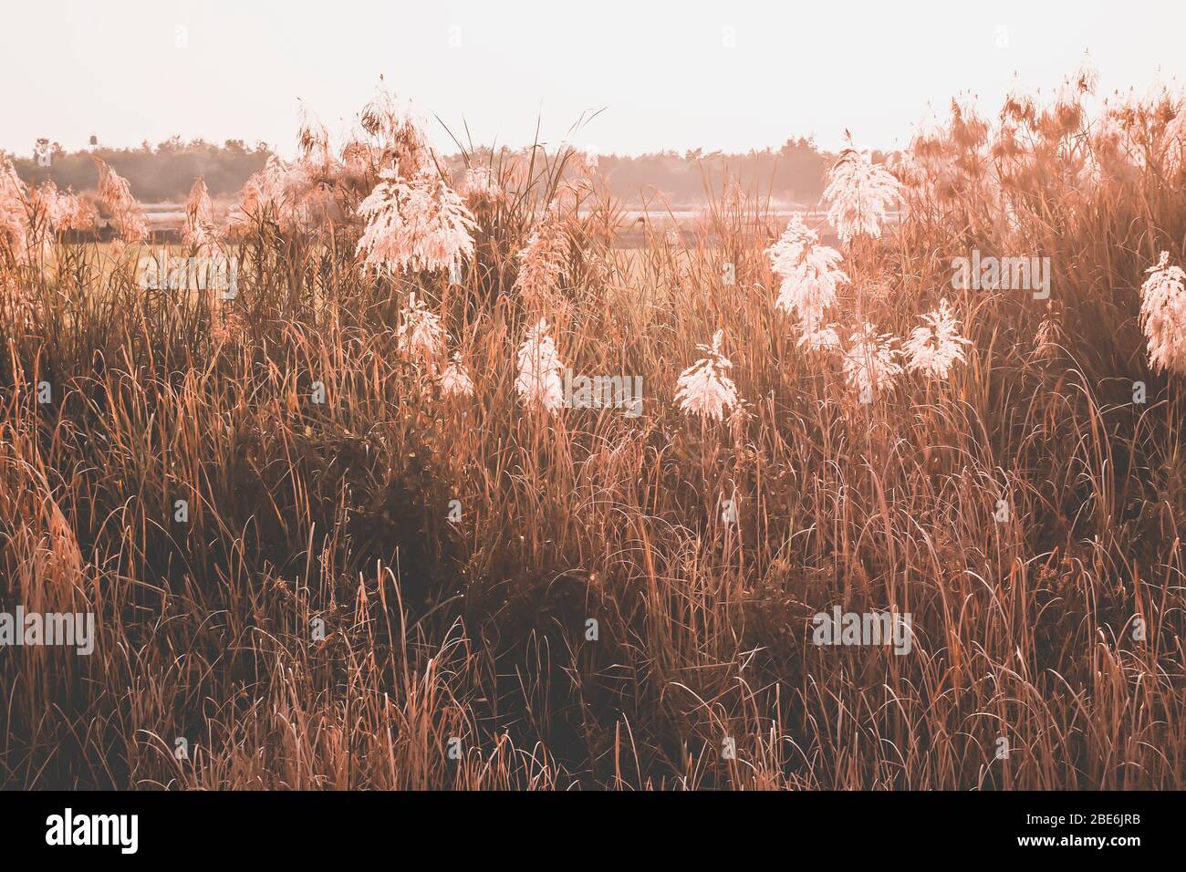 Wild Grass Flowers Field blow in the wind on landscape with vintage ...