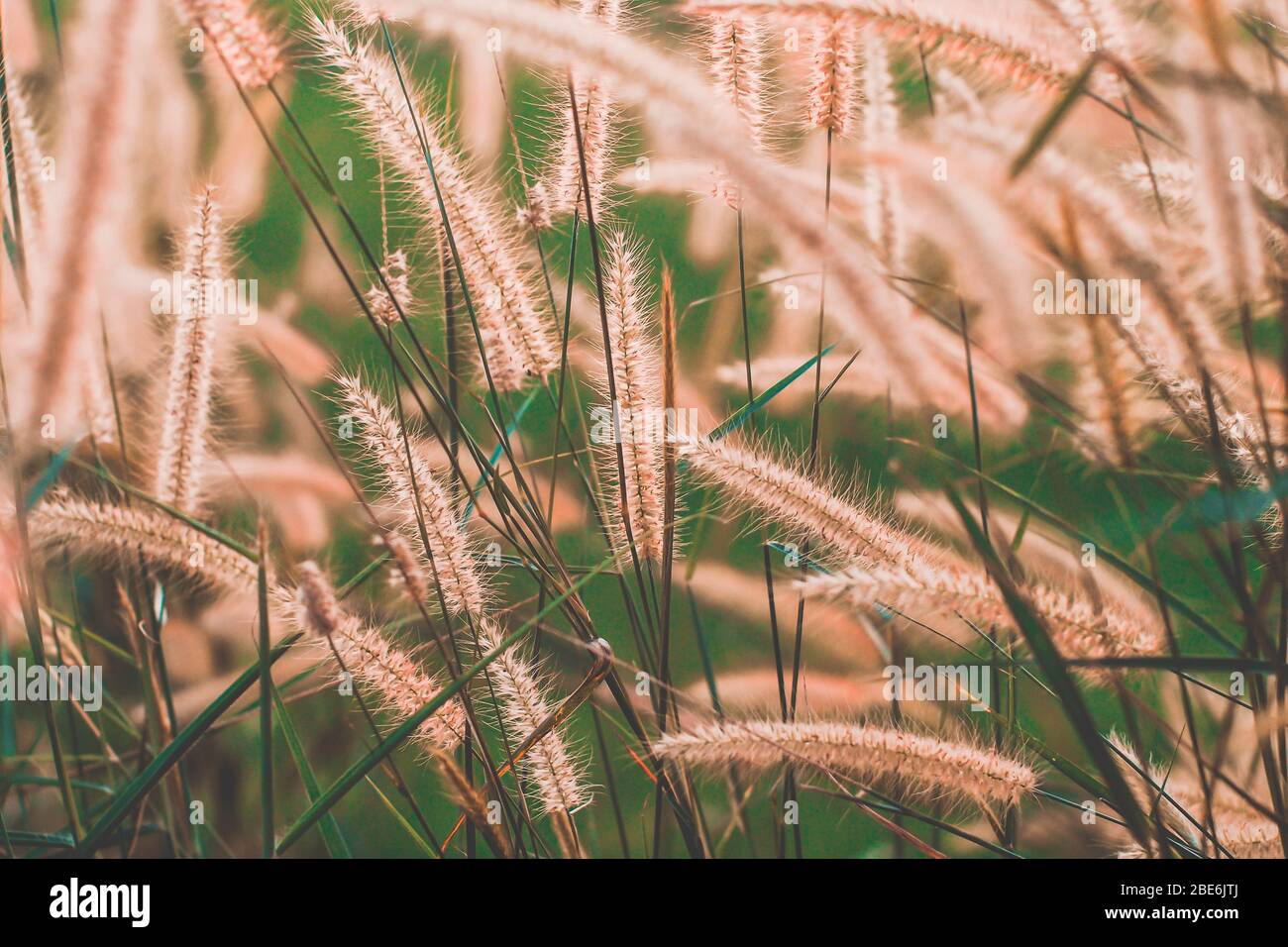 Wild Grass Flowers Field blow in the wind on landscape with vintage ...