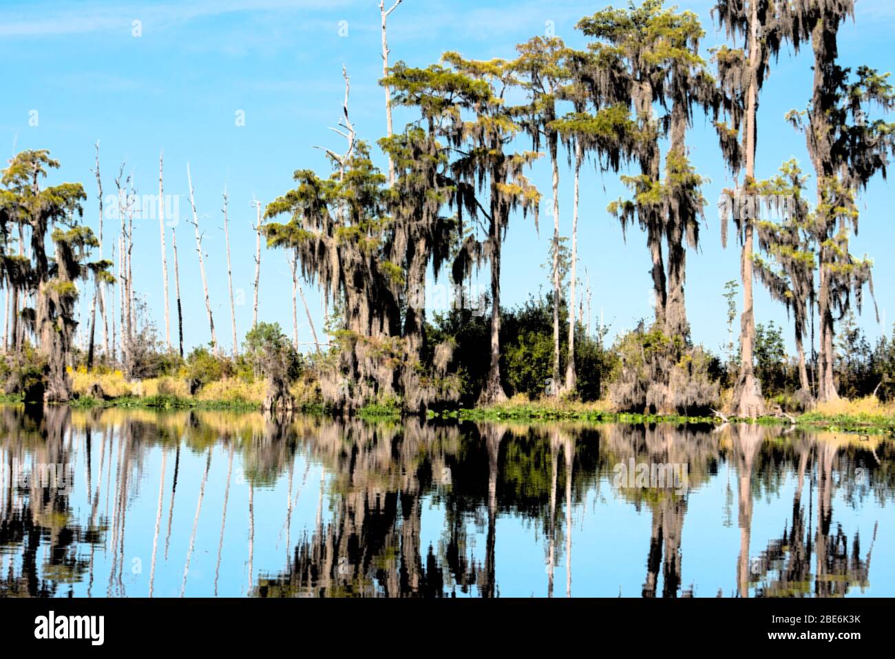 Okefenokee Swamp In Florida