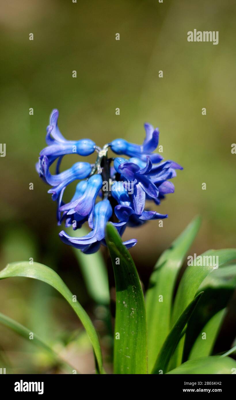 White forest hyacinths hi-res stock photography and images - Alamy