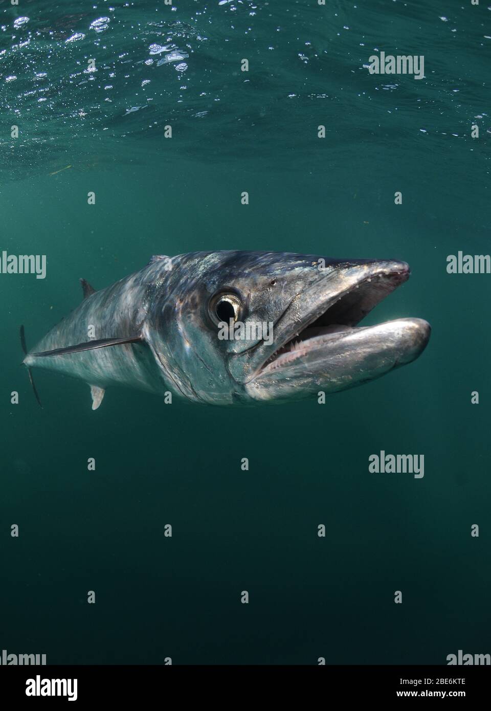 Wahoo fish atlantic hi-res stock photography and images - Alamy