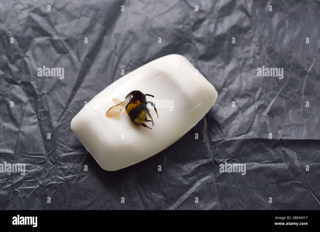 Real bee buzzing on a white bar of soap on black background Stock Photo ...