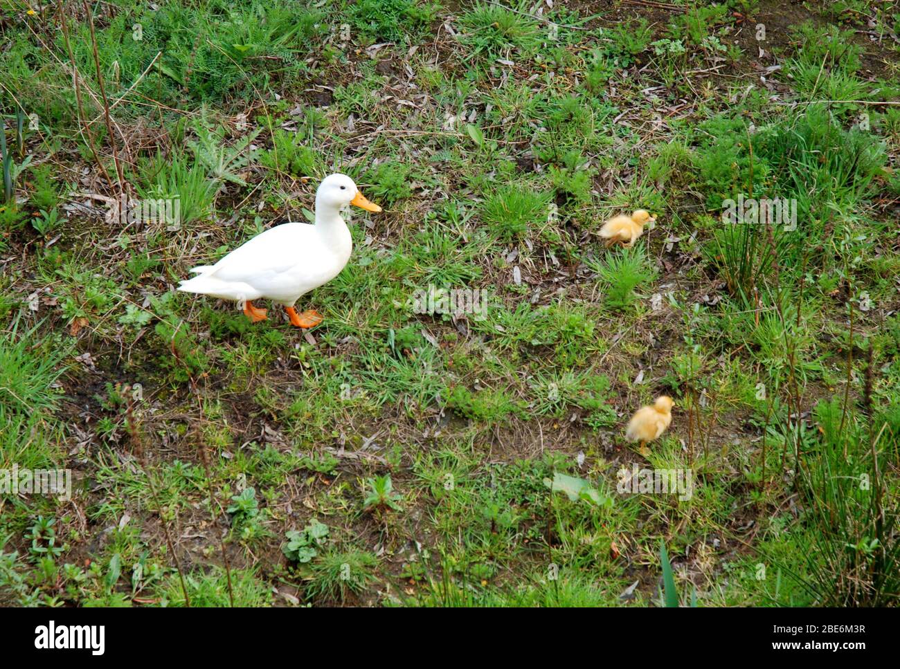 Duck with two little baby ducks Stock Photo - Alamy
