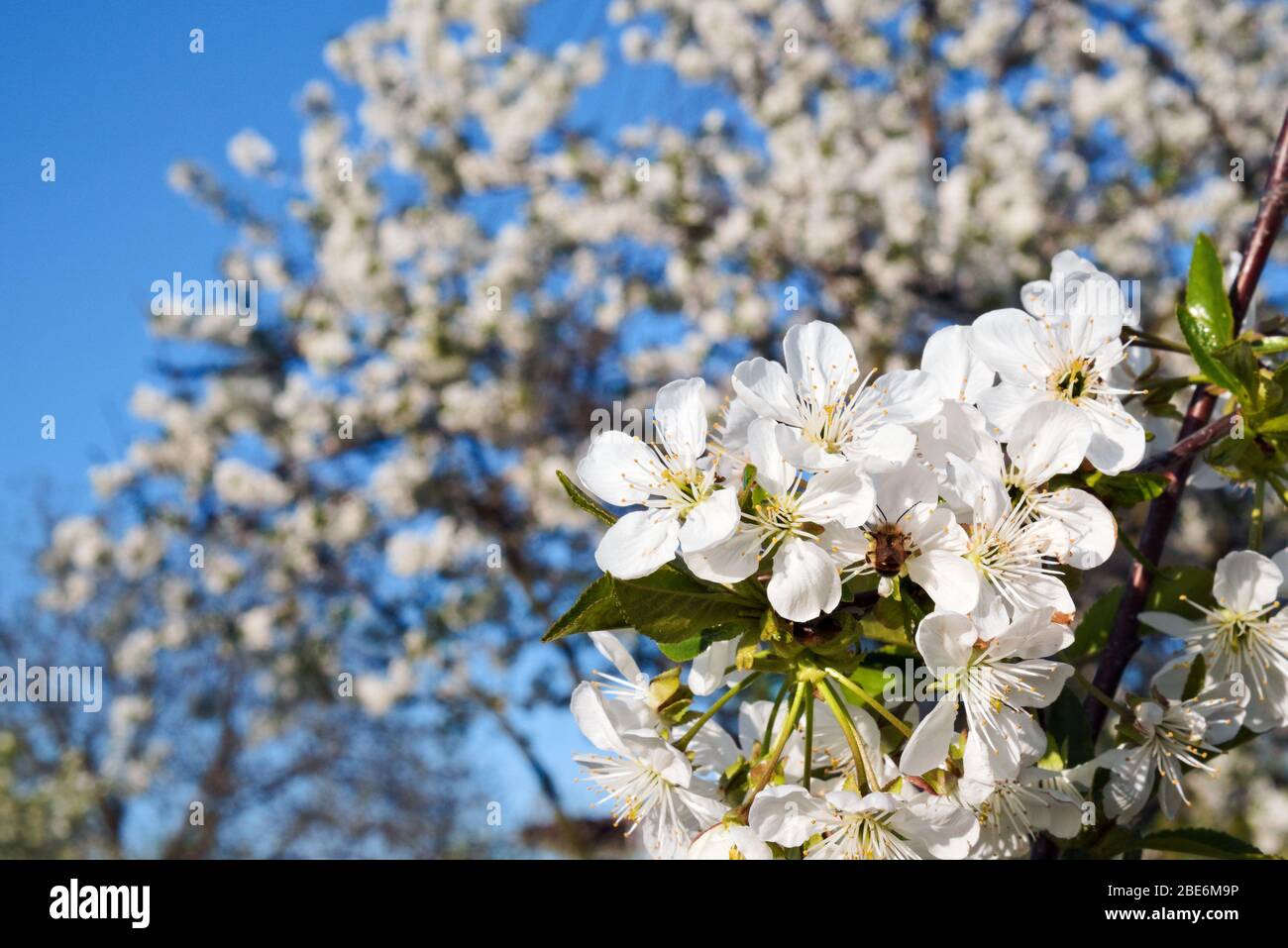 White flowers of cherry tree in orchard in spring, with bee collecting ...