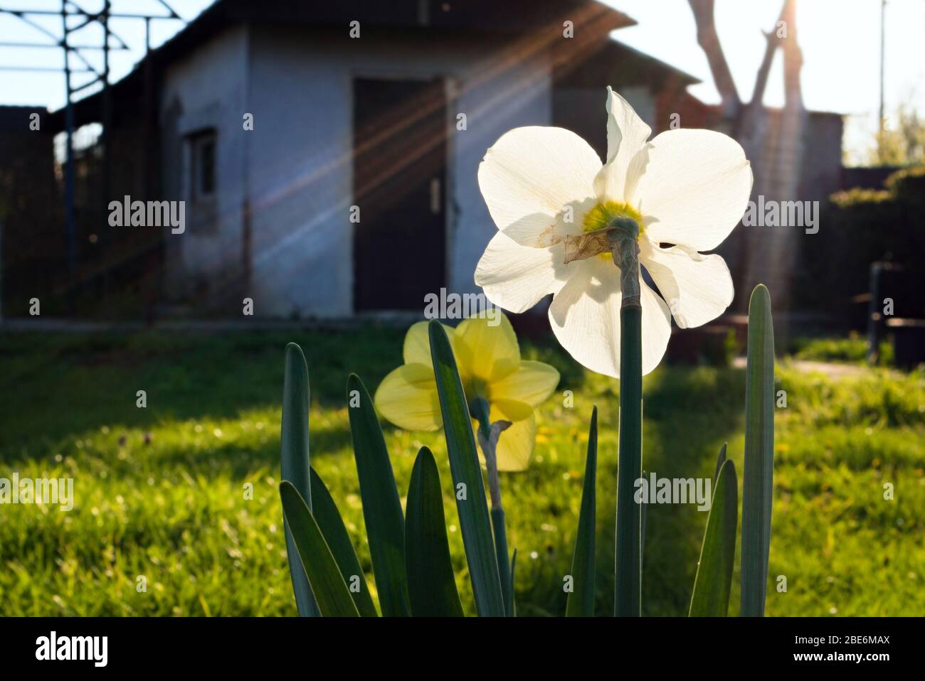 Daffodils growing in allotment garden, rear view, flowers highlighted ...