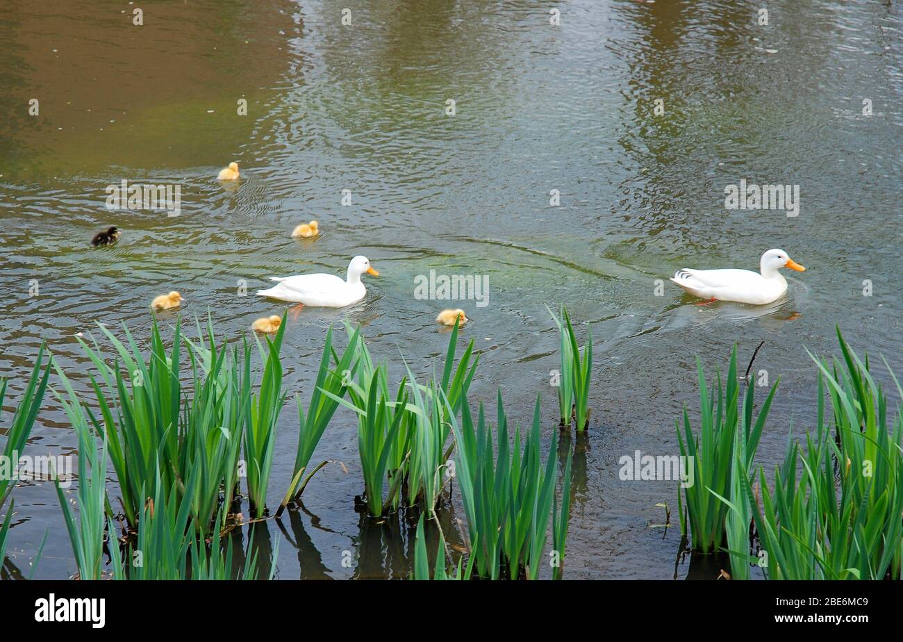 Baby ducks hiding hi-res stock photography and images - Alamy