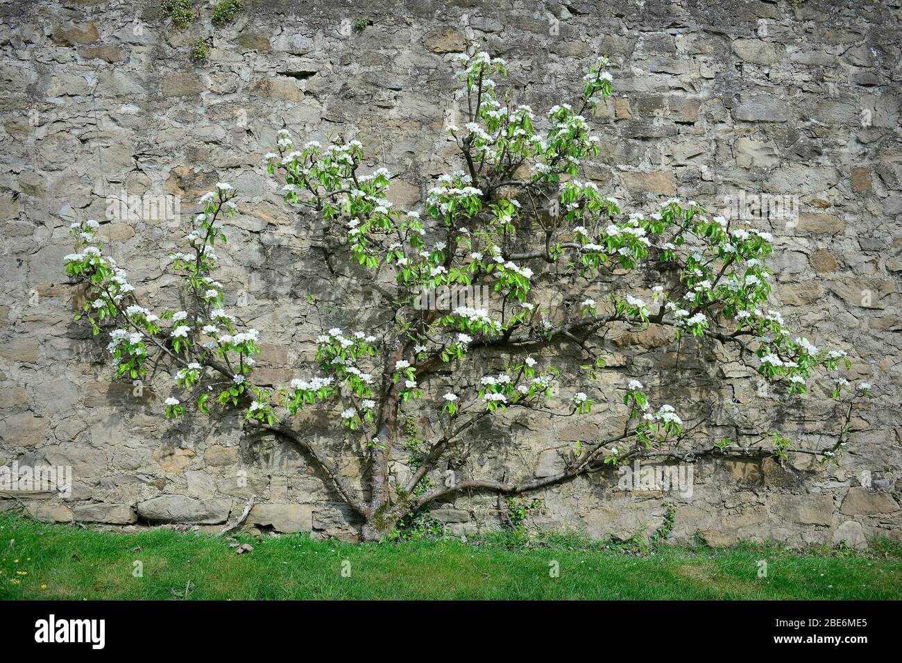 Trained Pear Tree North Yorkshire Country Garden England UK Stock Photo ...