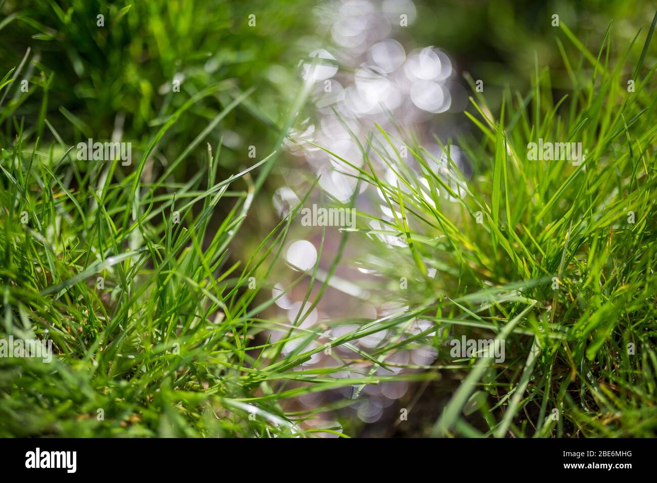 Water behind grass hi-res stock photography and images - Alamy