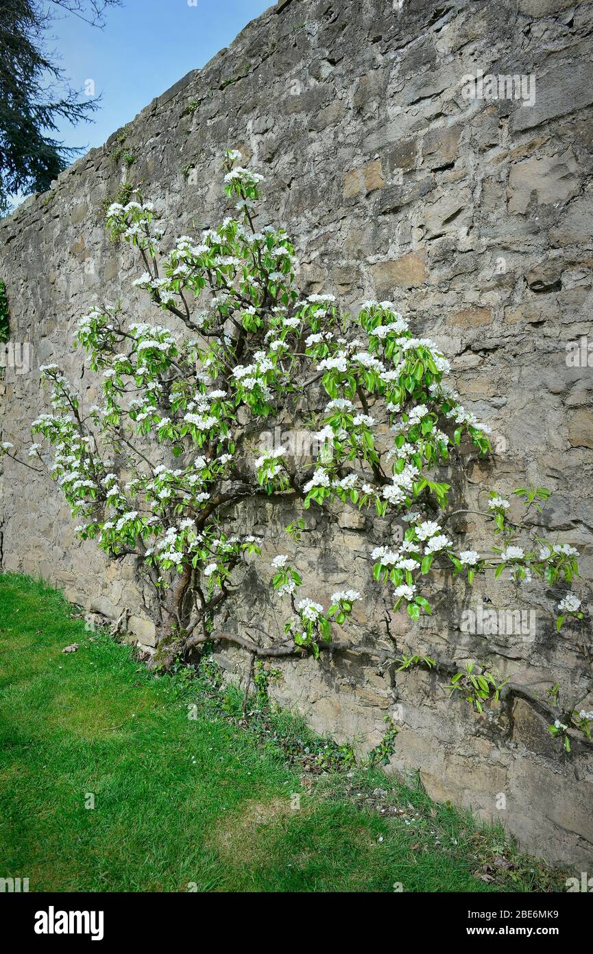 Trained Pear Tree North Yorkshire Country Garden England UK Stock Photo ...